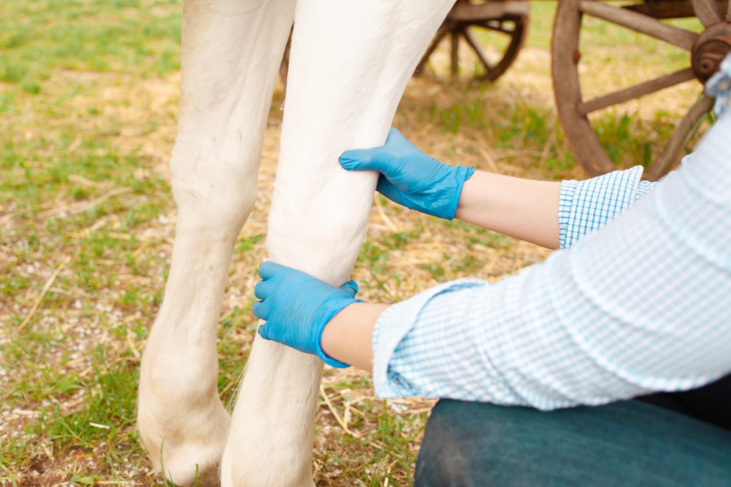 Bilateral Front Limb Lameness - Hoofbeats Equine Service